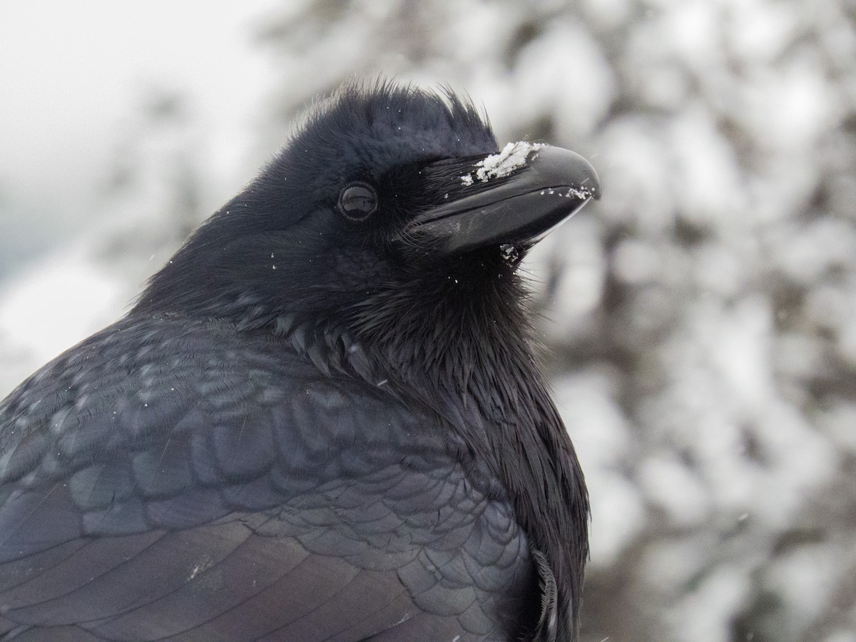 Common Raven - Corvus corax - Media Search - Macaulay Library and eBird