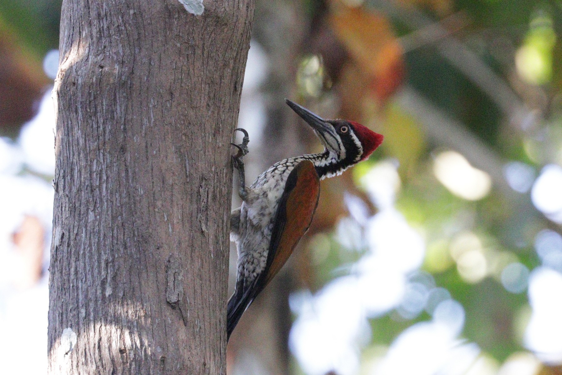 Greater Flameback (Malabar) - eBird