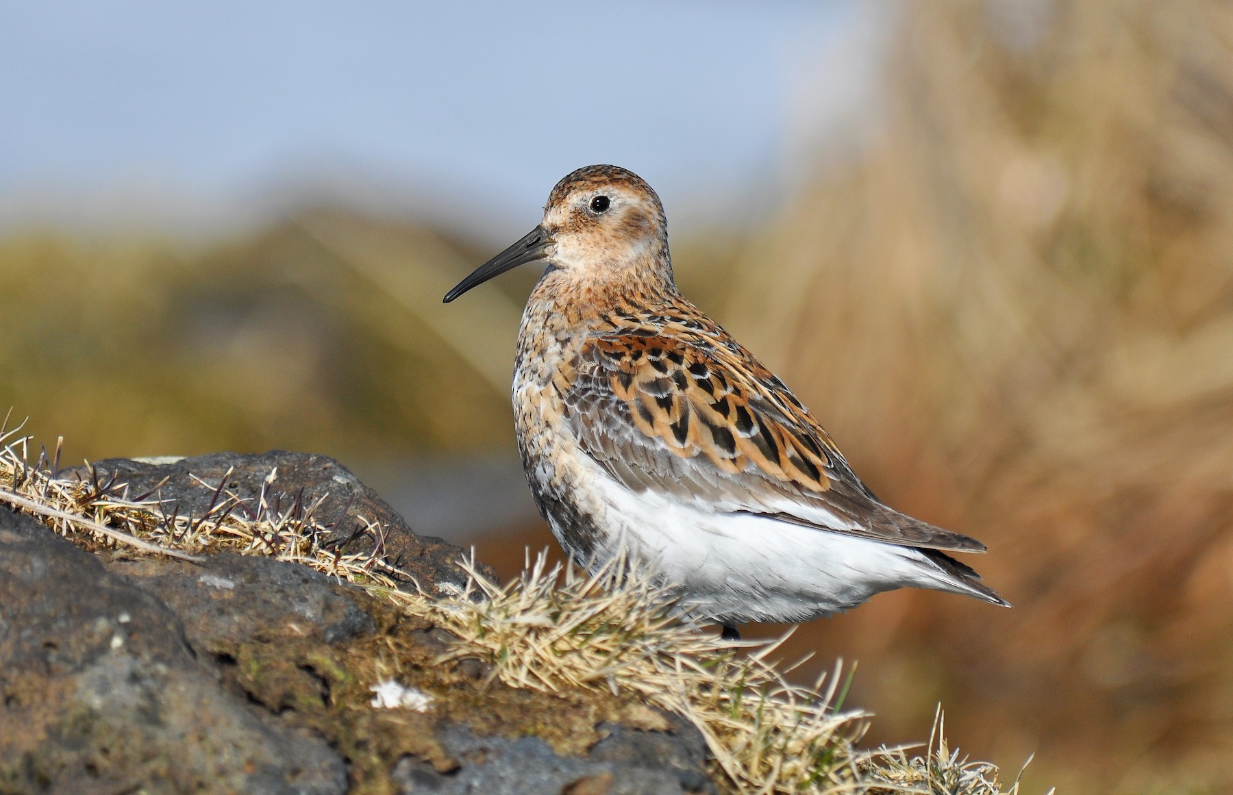Rock sandpiper (ptilocnemis) - eBird