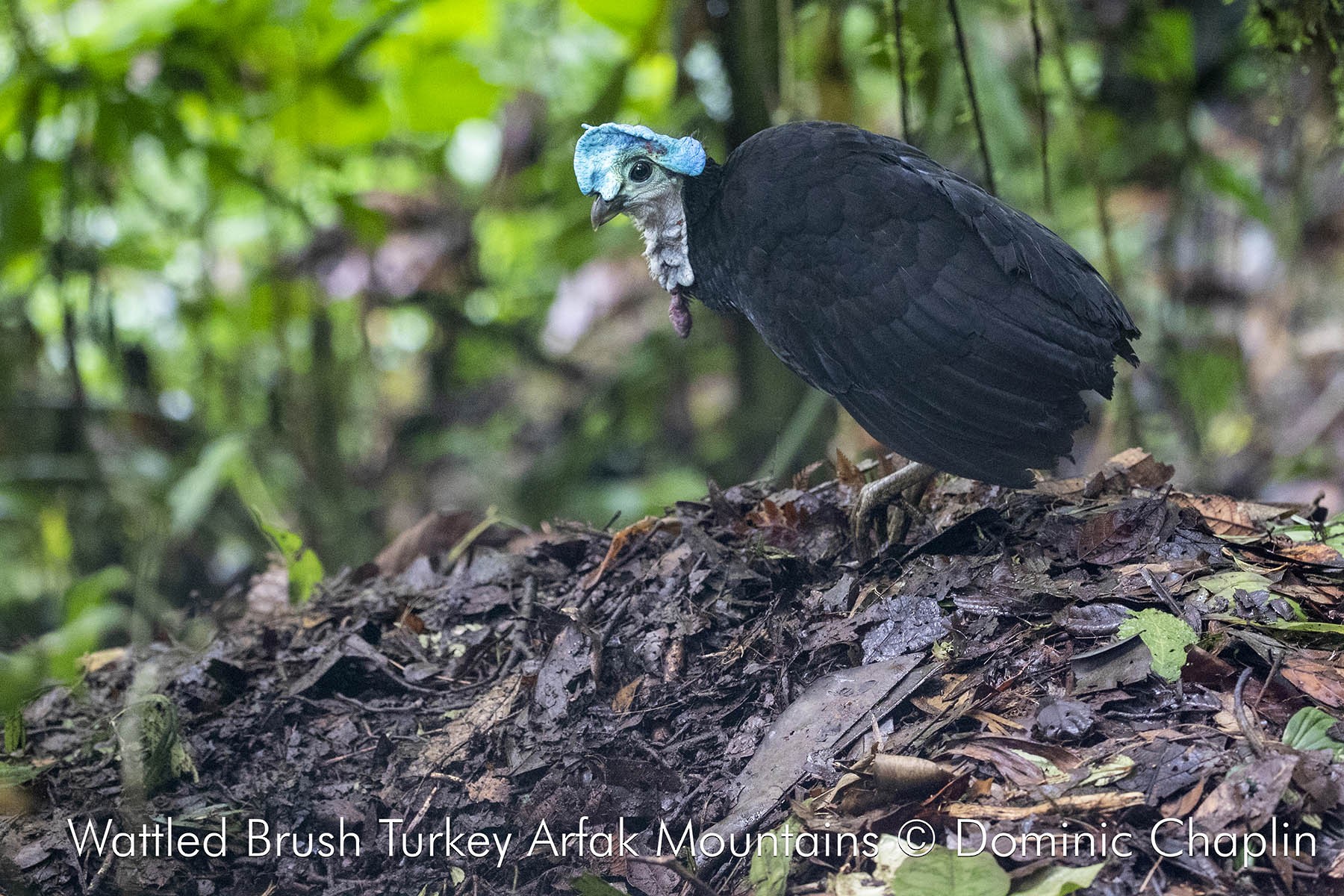 Wattled Brushturkey - eBird