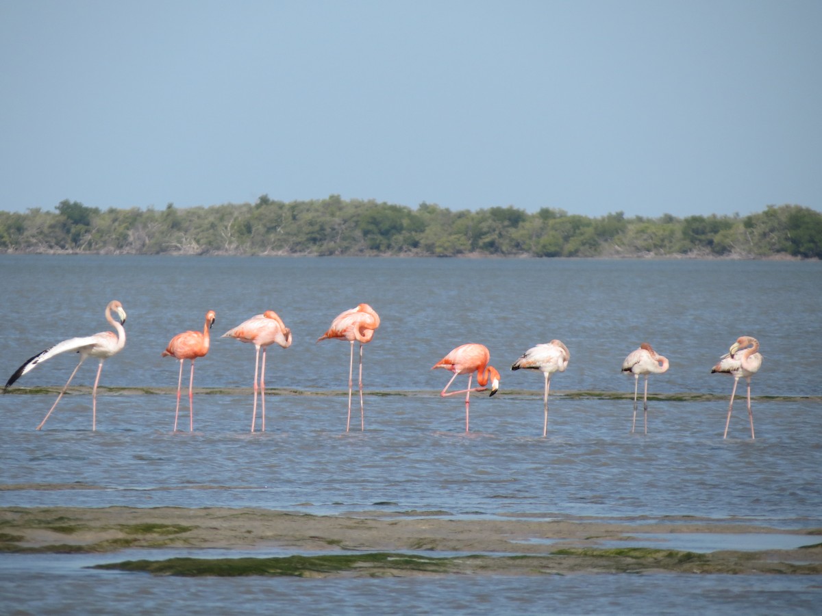 eBird Checklist - 31 Jan 2012 - Lake Ingraham--southeast end - 5 ...