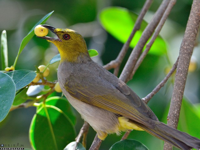 Photos - Yellow-throated Bulbul - Pycnonotus xantholaemus - Birds of ...