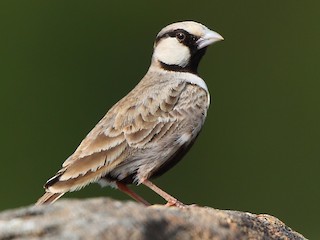 Ashy-crowned Sparrow-Lark - eBird