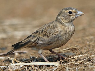 Ashy-crowned Sparrow-Lark - eBird