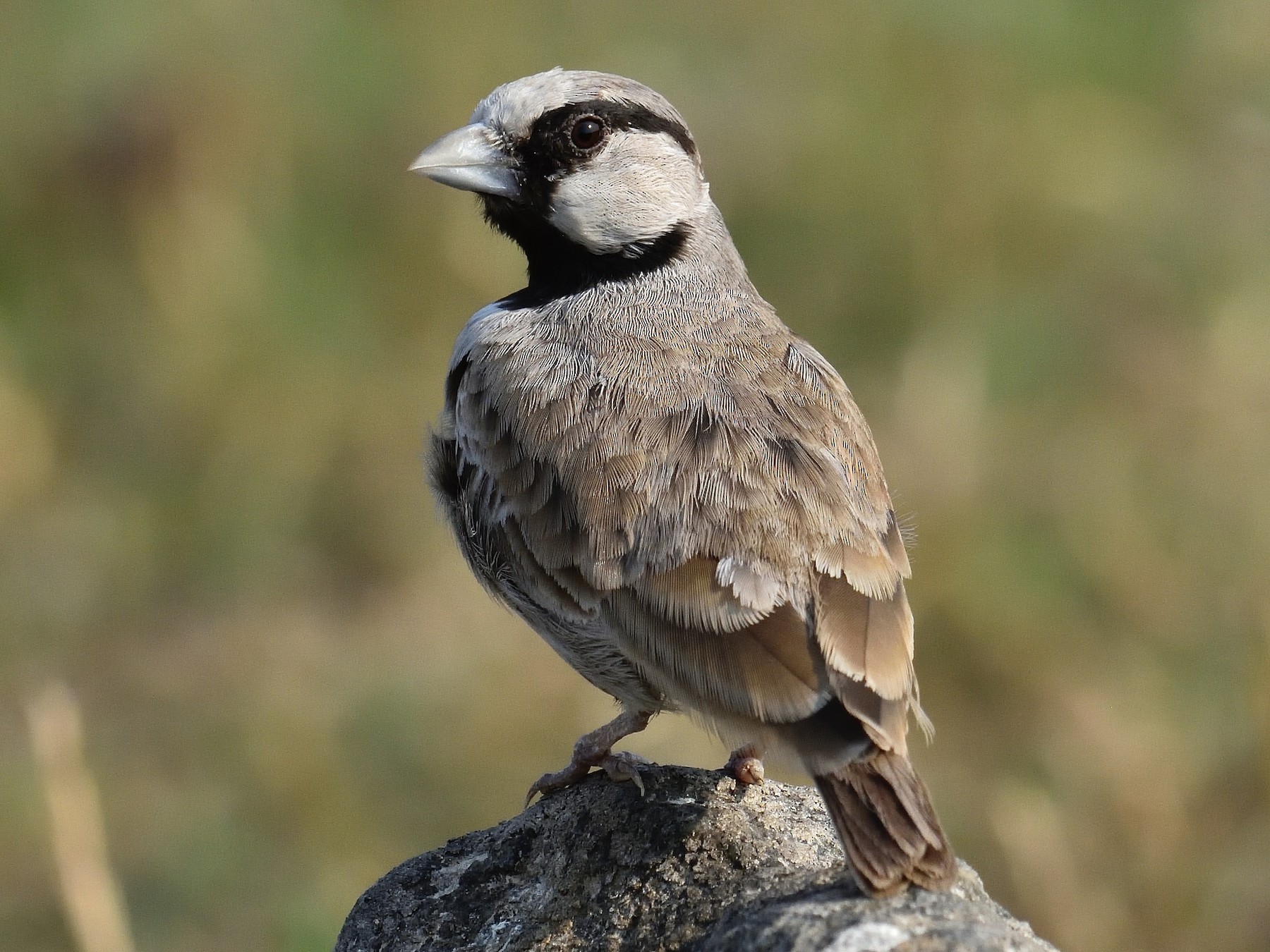 Gri Alınlı Serçe Toygarı - eBird
