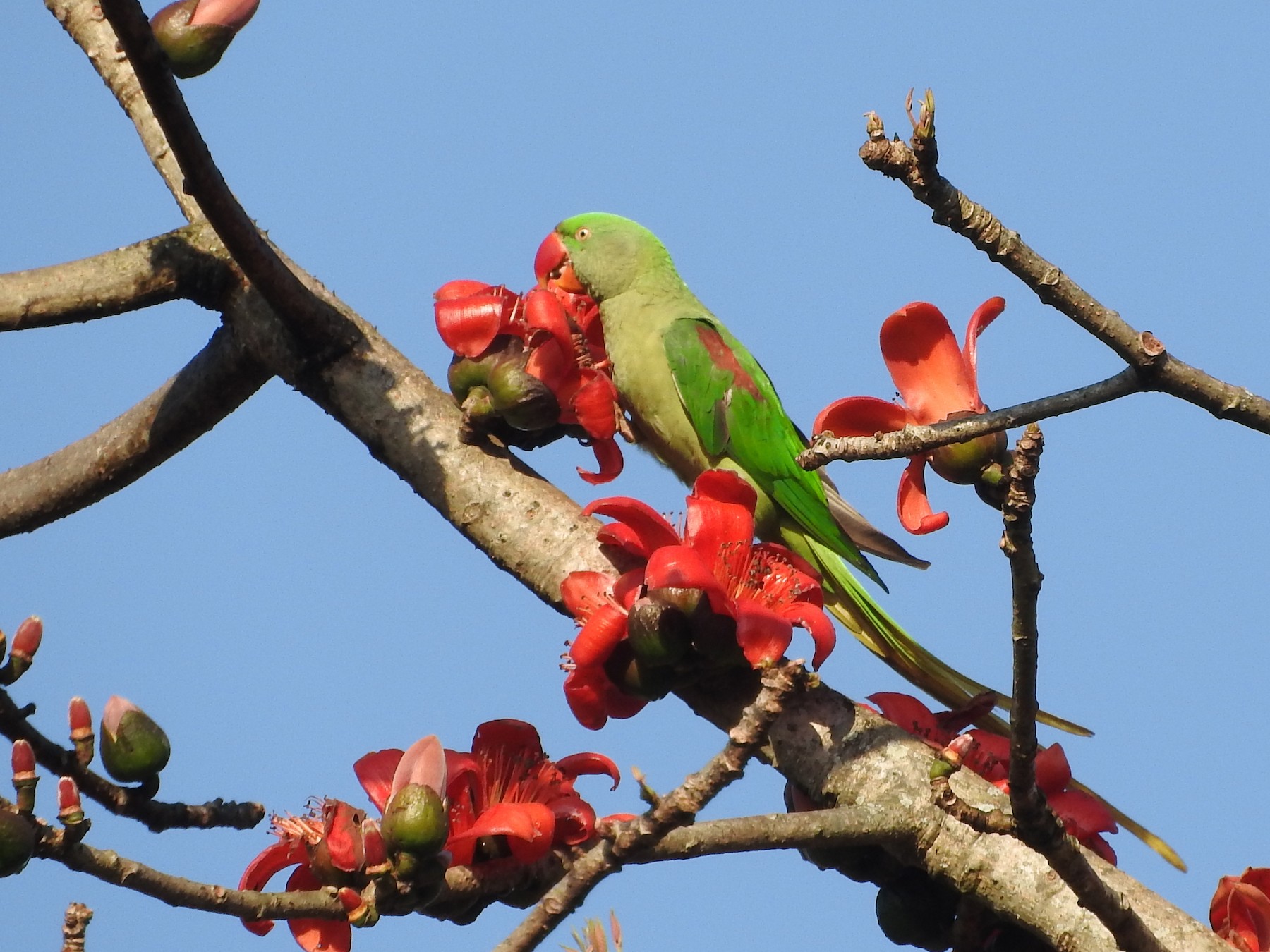Alexandrine Parakeet - eBird