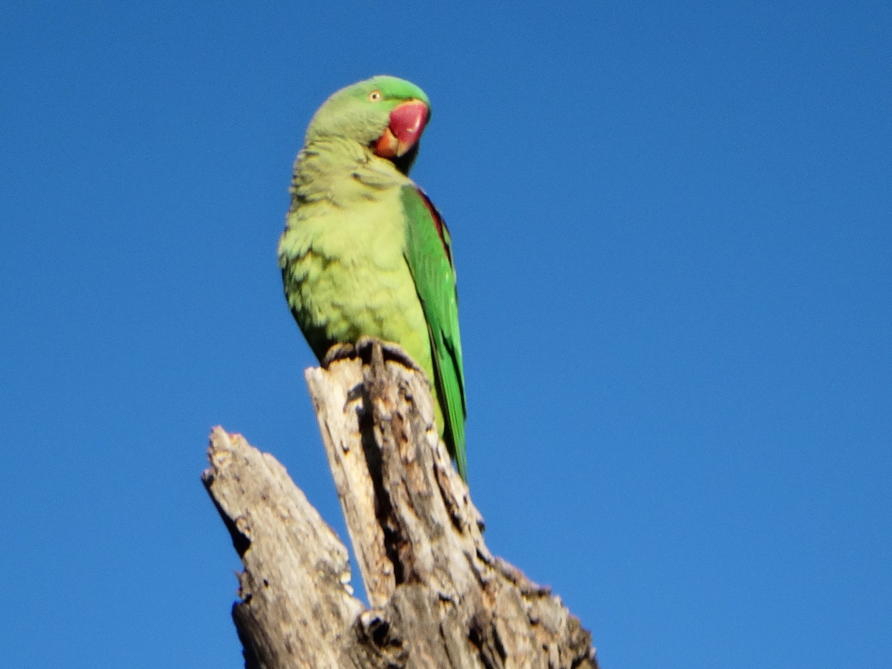 Alexandrine Parakeet - eBird