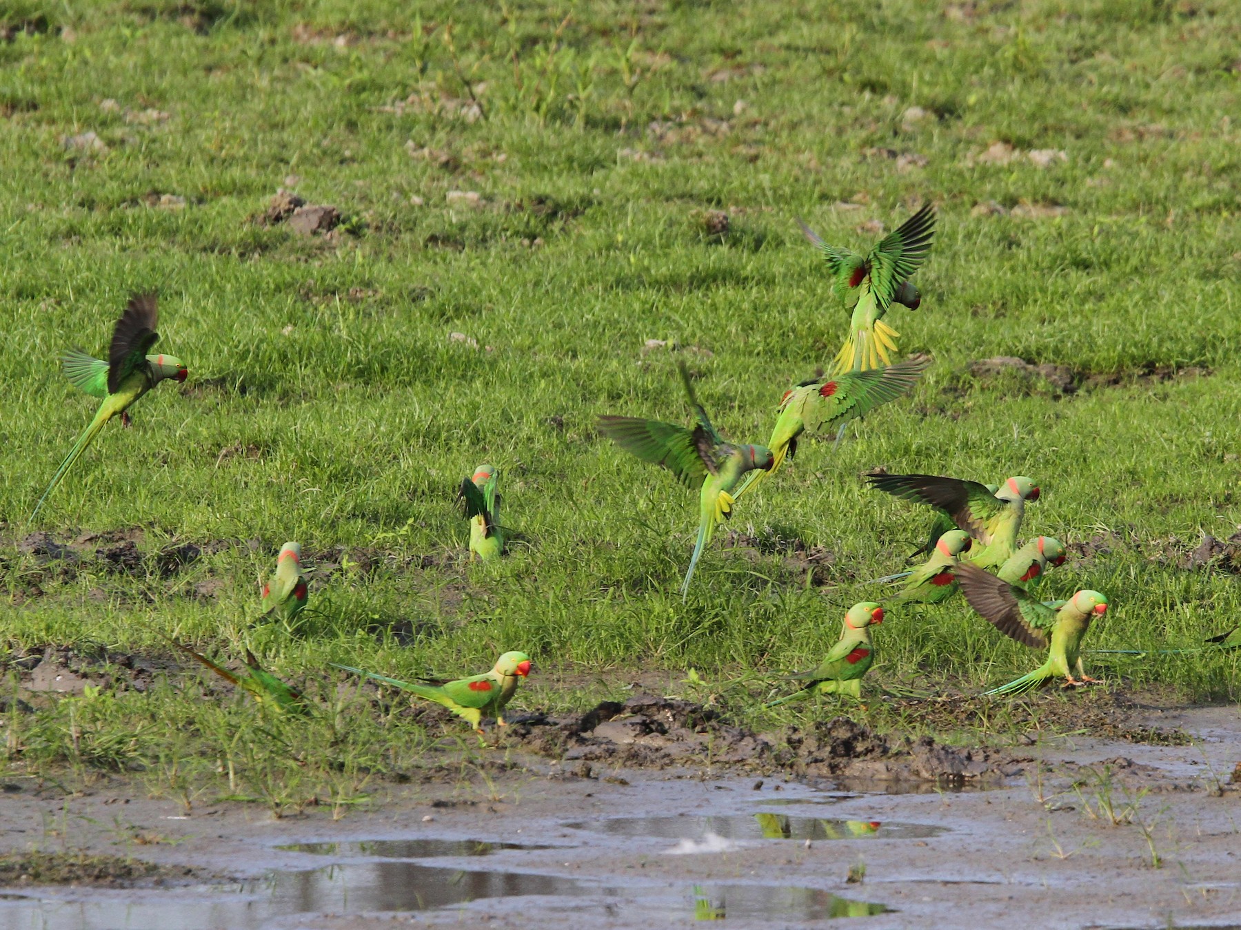 Alexandrine Parakeet - eBird