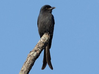 Ashy Drongo - eBird