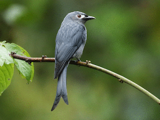 Ashy Drongo - eBird