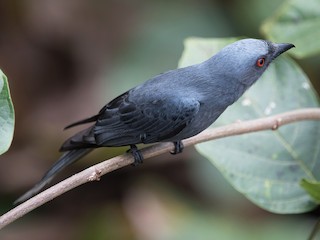 Ashy Drongo - eBird
