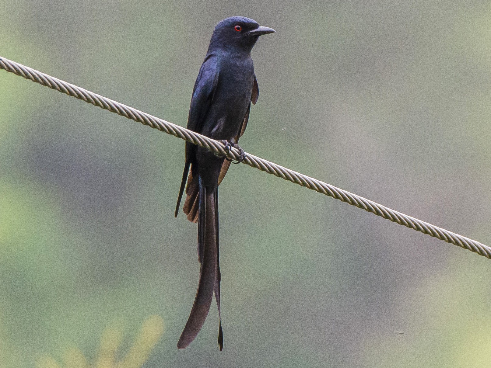 Ashy Drongo - eBird