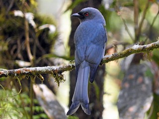 Ashy Drongo - eBird