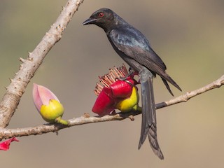 Ashy Drongo - eBird