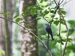 Ashy Drongo - eBird