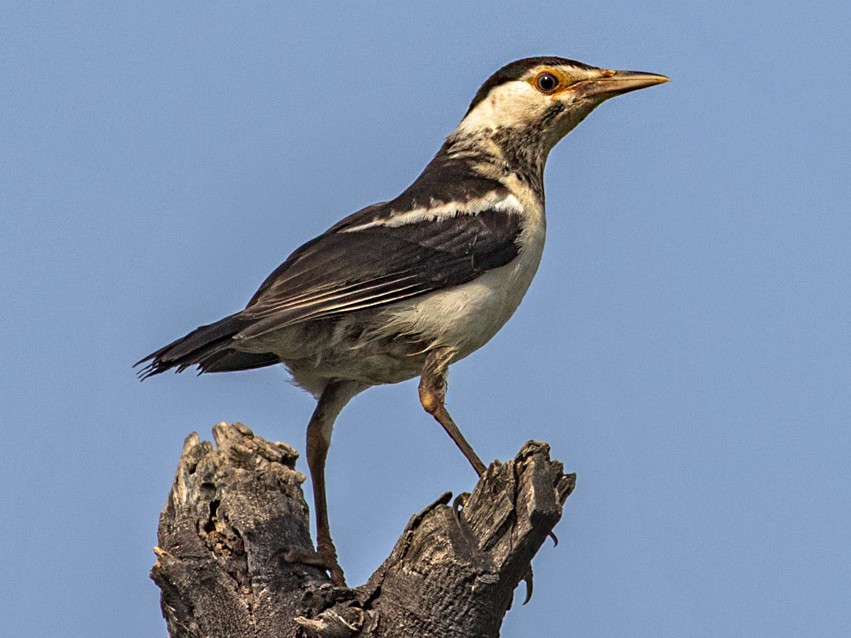 Indian Pied Starling - eBird
