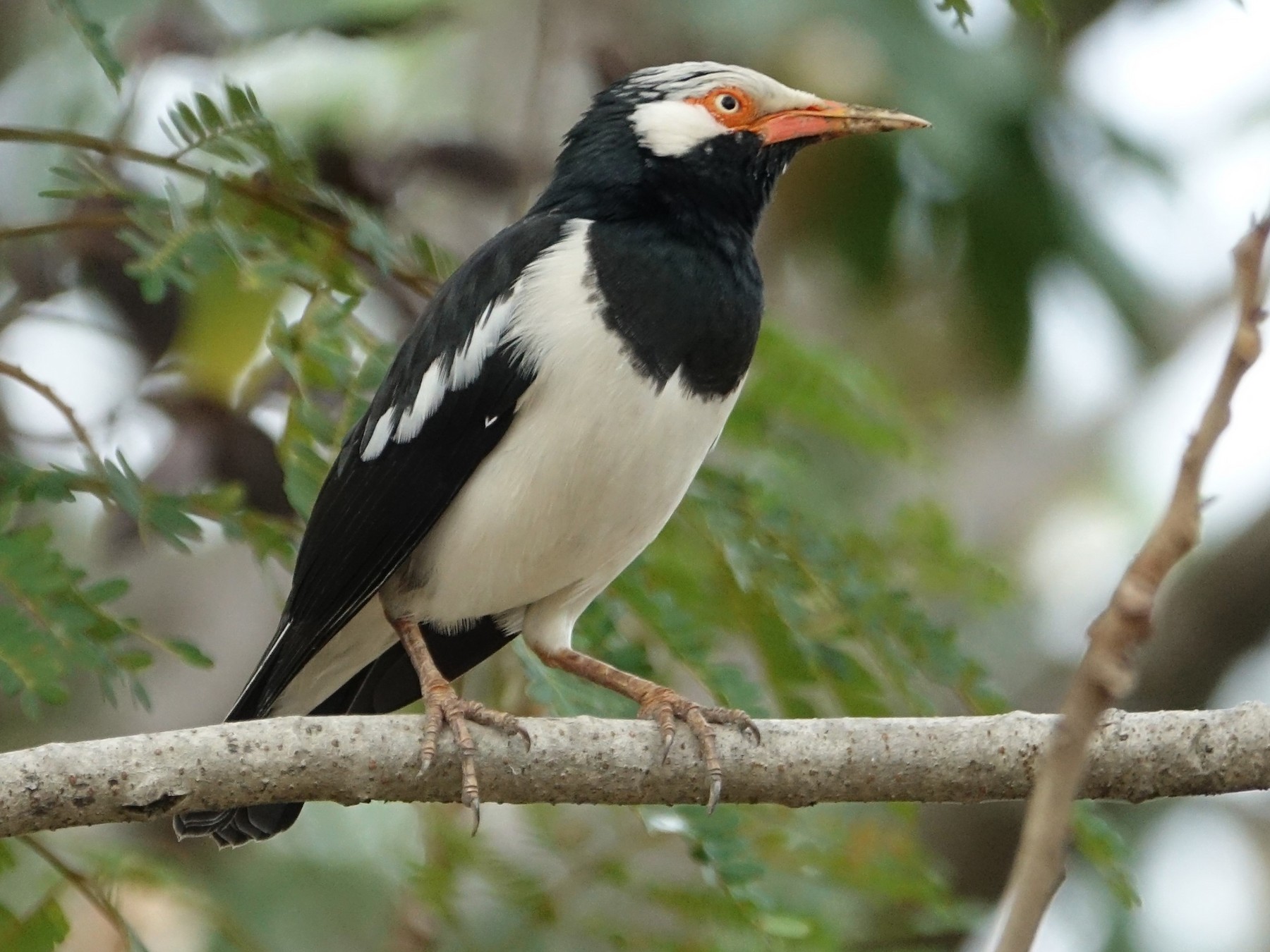 Siamese Pied Starling - eBird