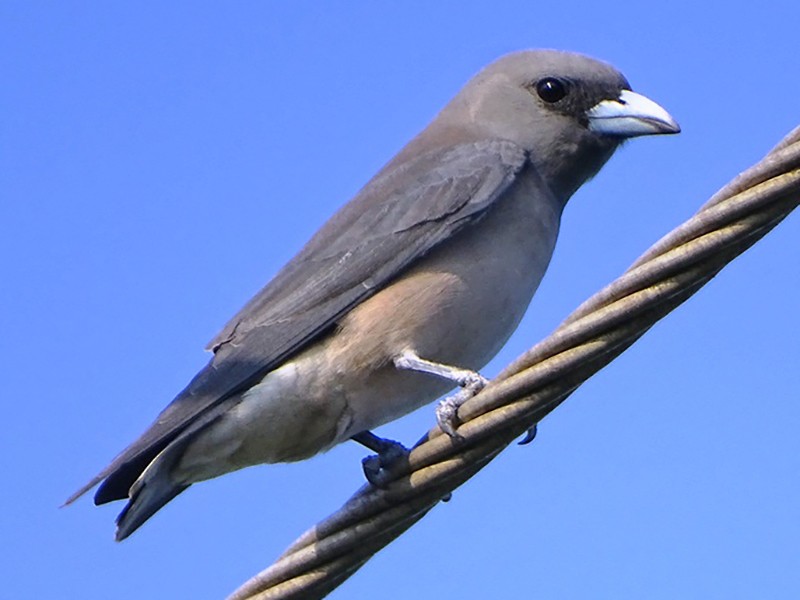 Ashy Woodswallow - Artamus fuscus - Birds of the World