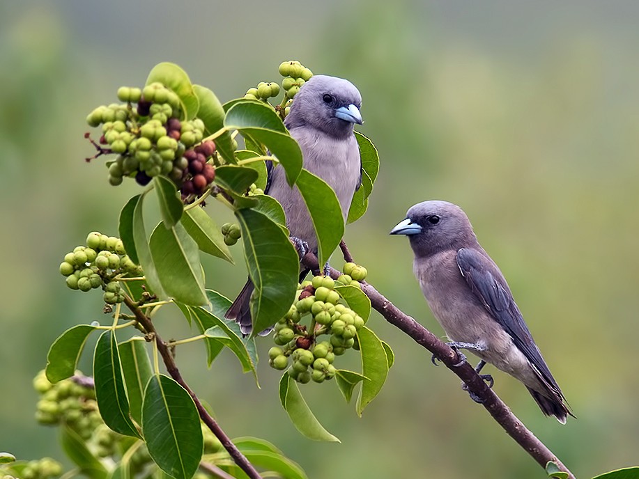 Ashy Woodswallow - eBird