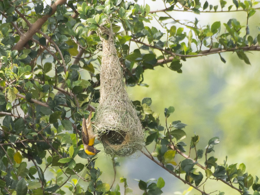 Baya Weaver - eBird