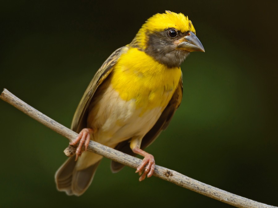 Baya Weaver - eBird