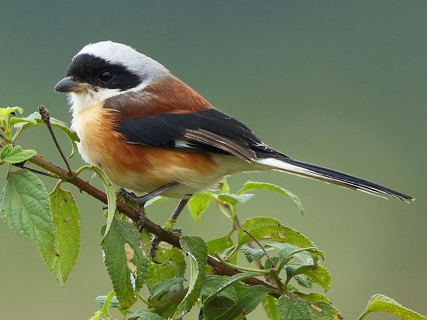 Bay-backed Shrike - eBird
