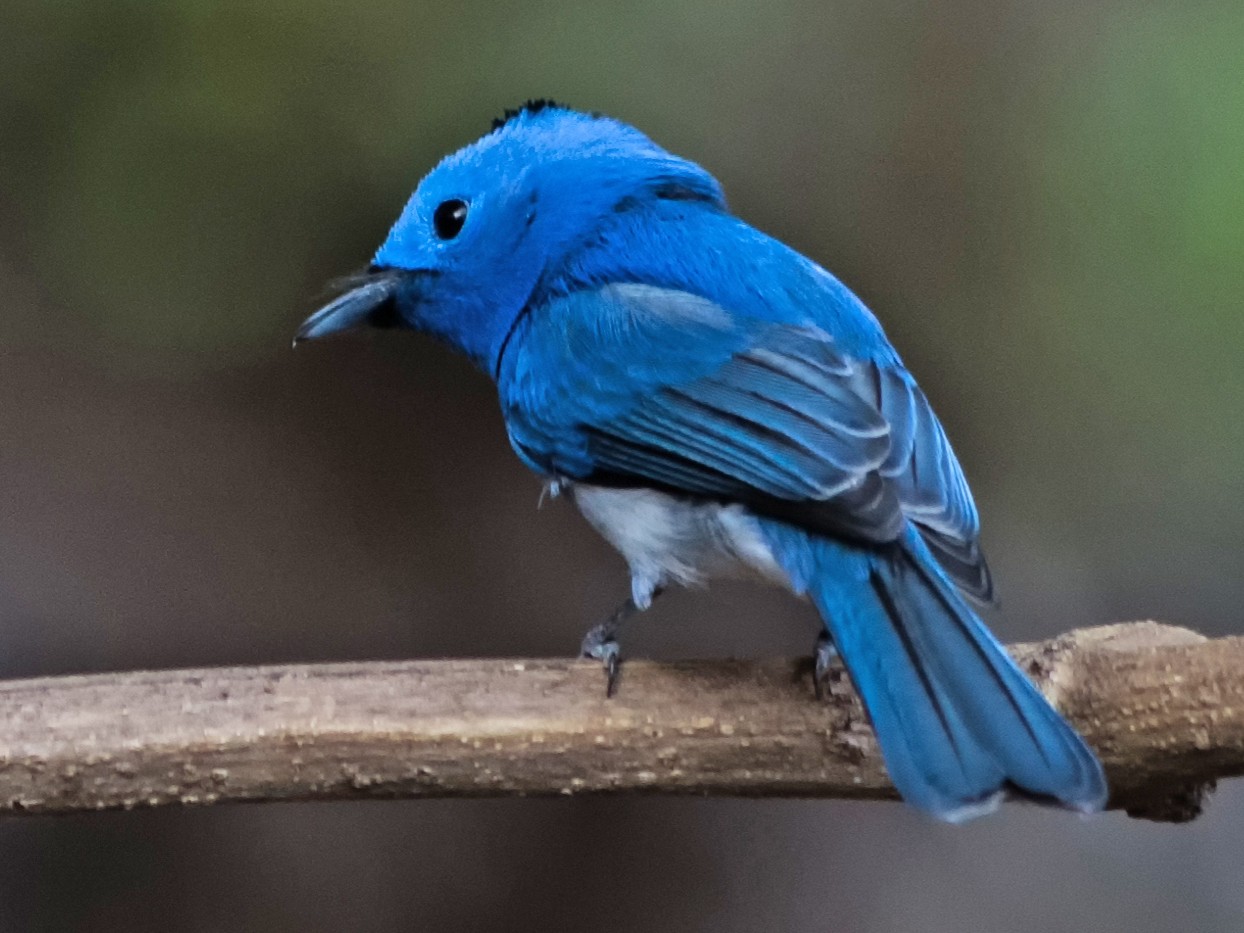 Black-naped Monarch - eBird