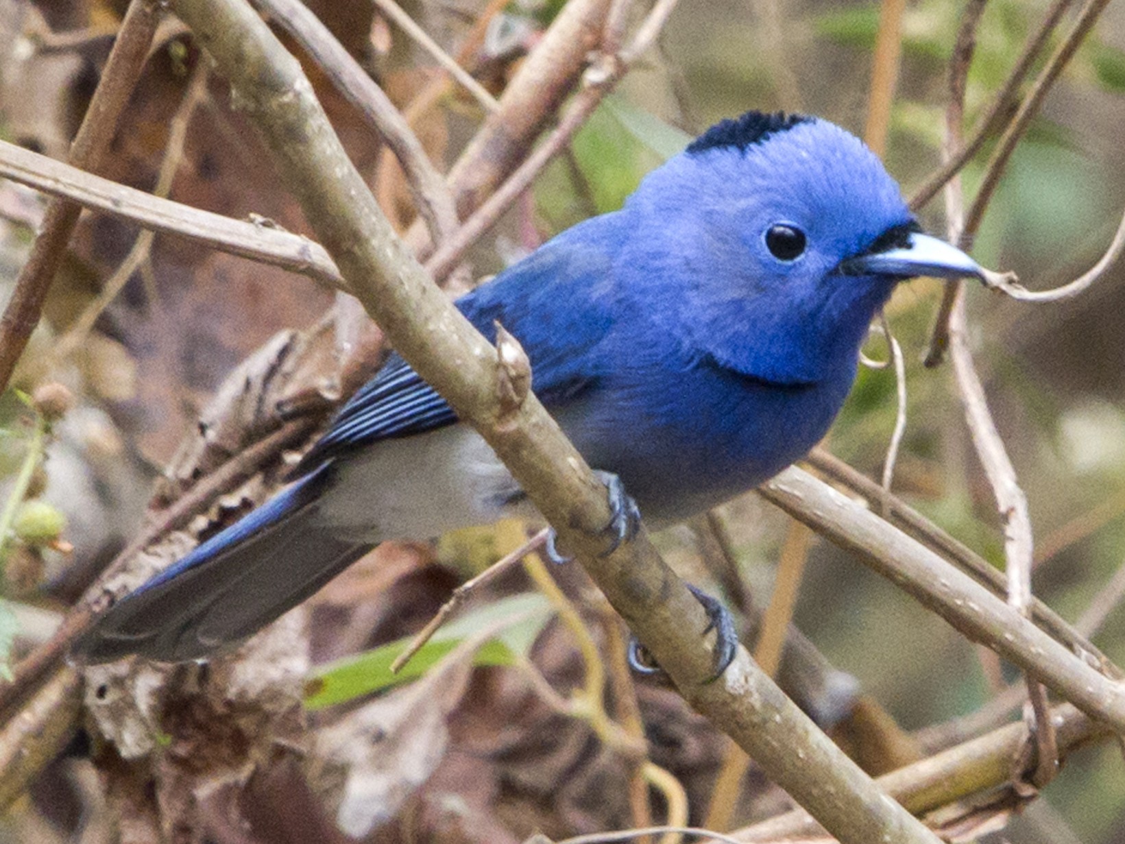 Black-naped Monarch - eBird