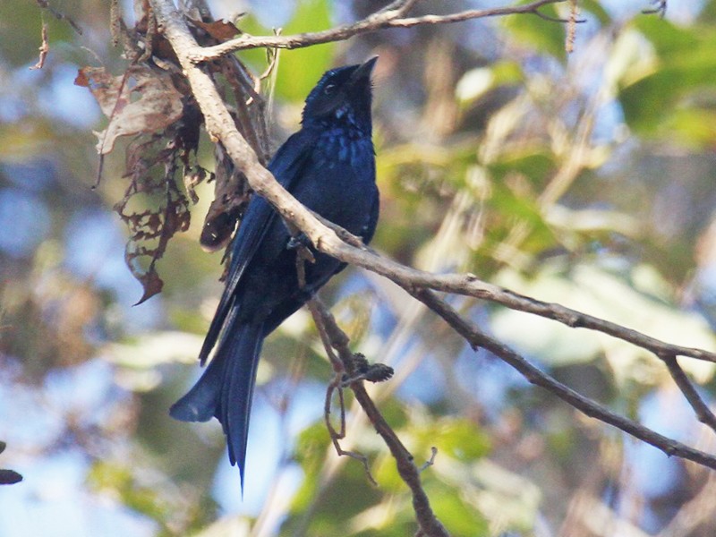 Bronzed Drongo - eBird