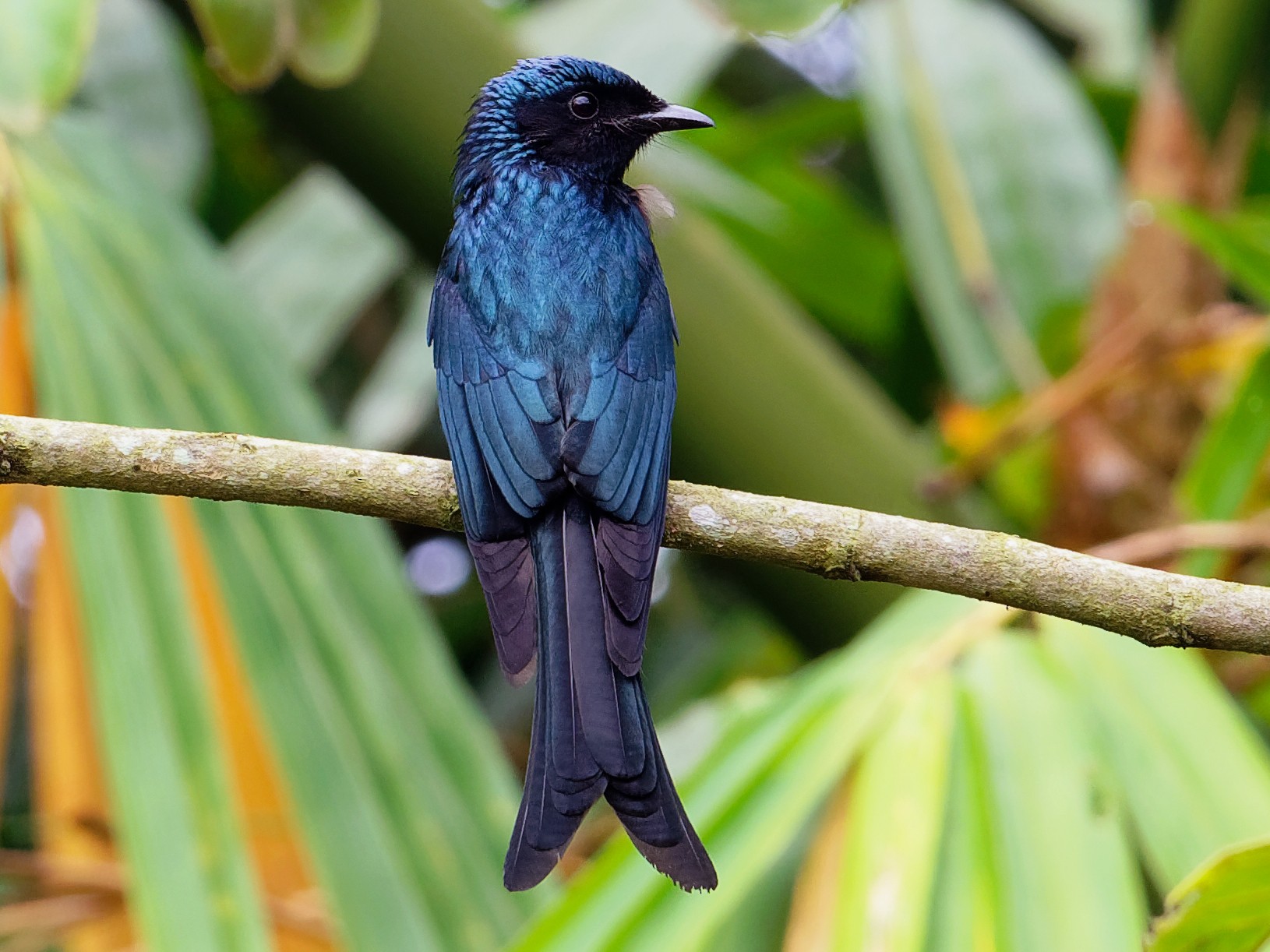 Bronzed Drongo - eBird