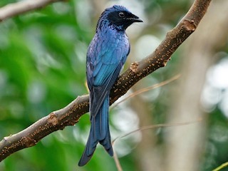 Bronzed Drongo - eBird
