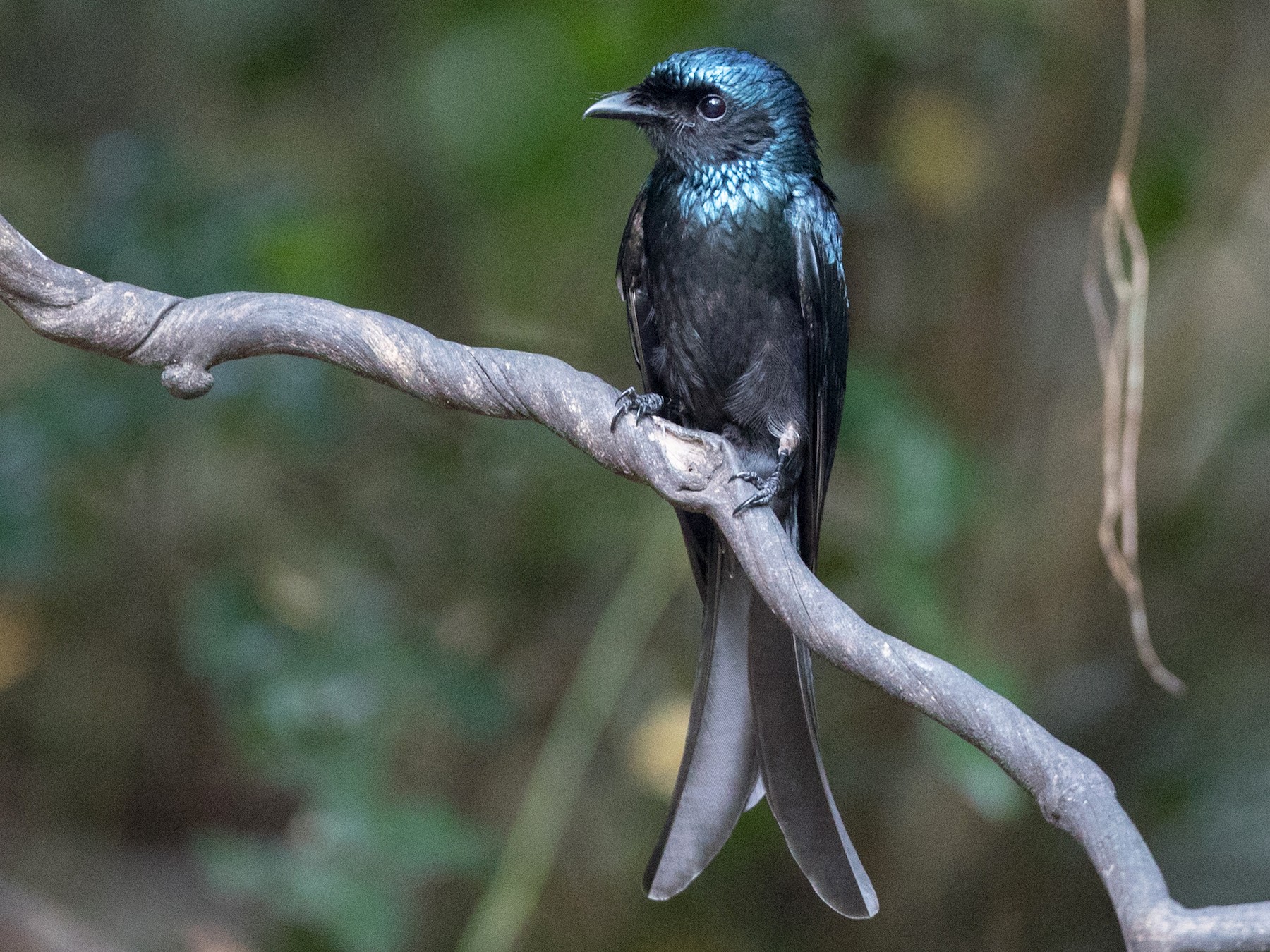 Bronzed Drongo - eBird