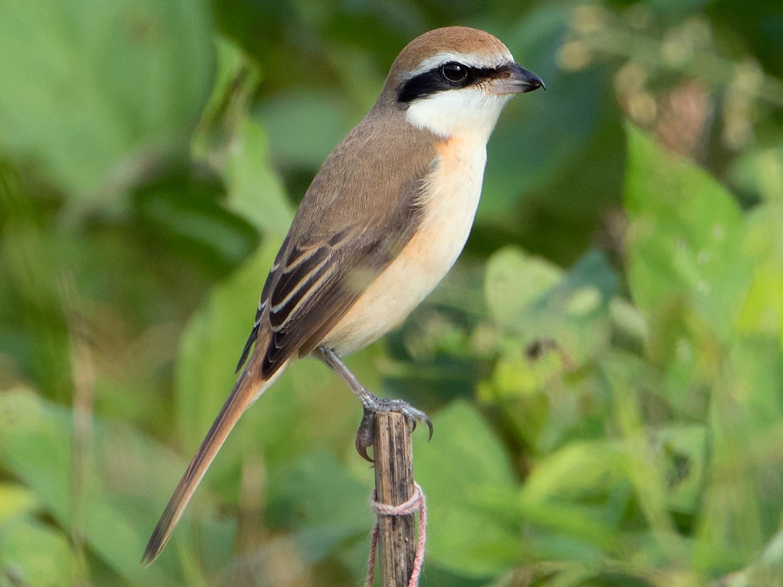Shrike Bird