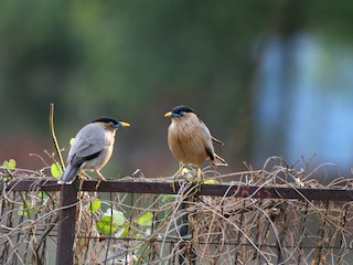 Brahminy Starling - eBird