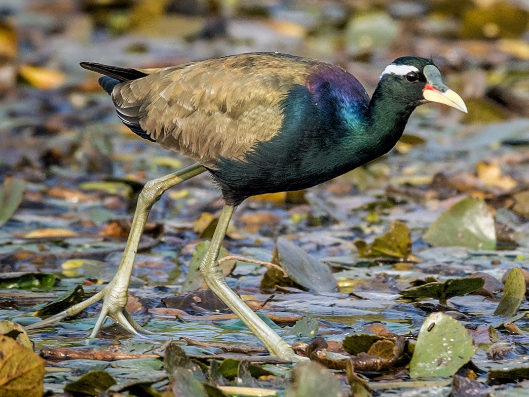 Bronze-winged Jacana - eBird