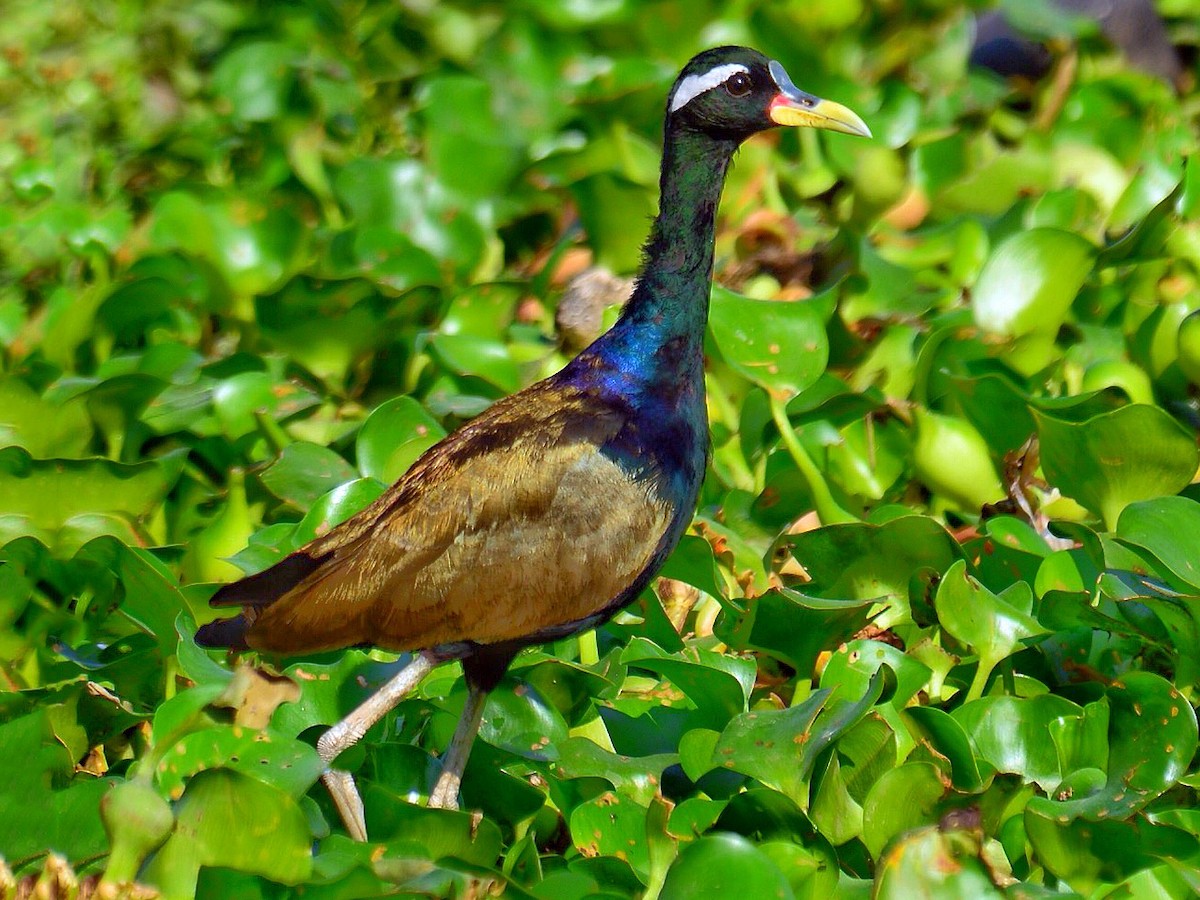 Bronze-winged Jacana - Metopidius indicus - Birds of the World