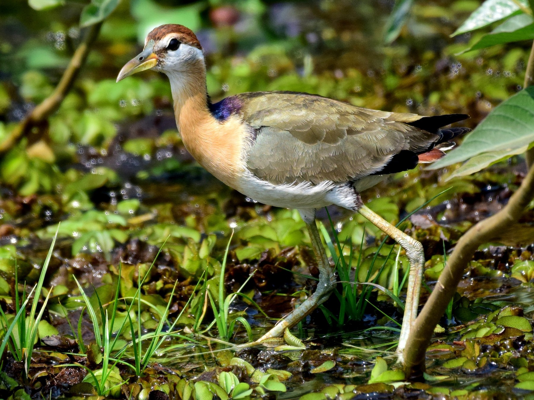 Bronze Winged Jacana