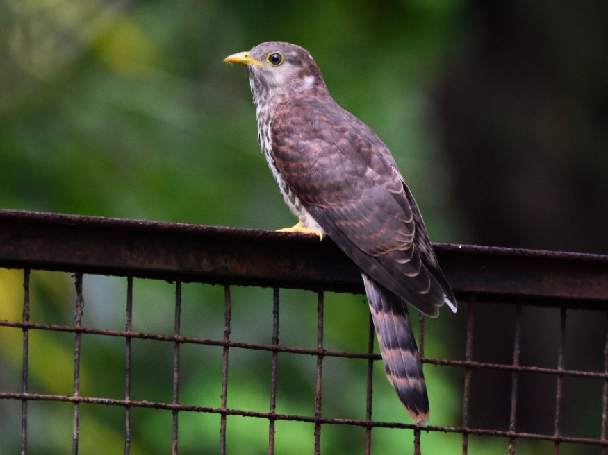 common hawk-cuckoo - eBird