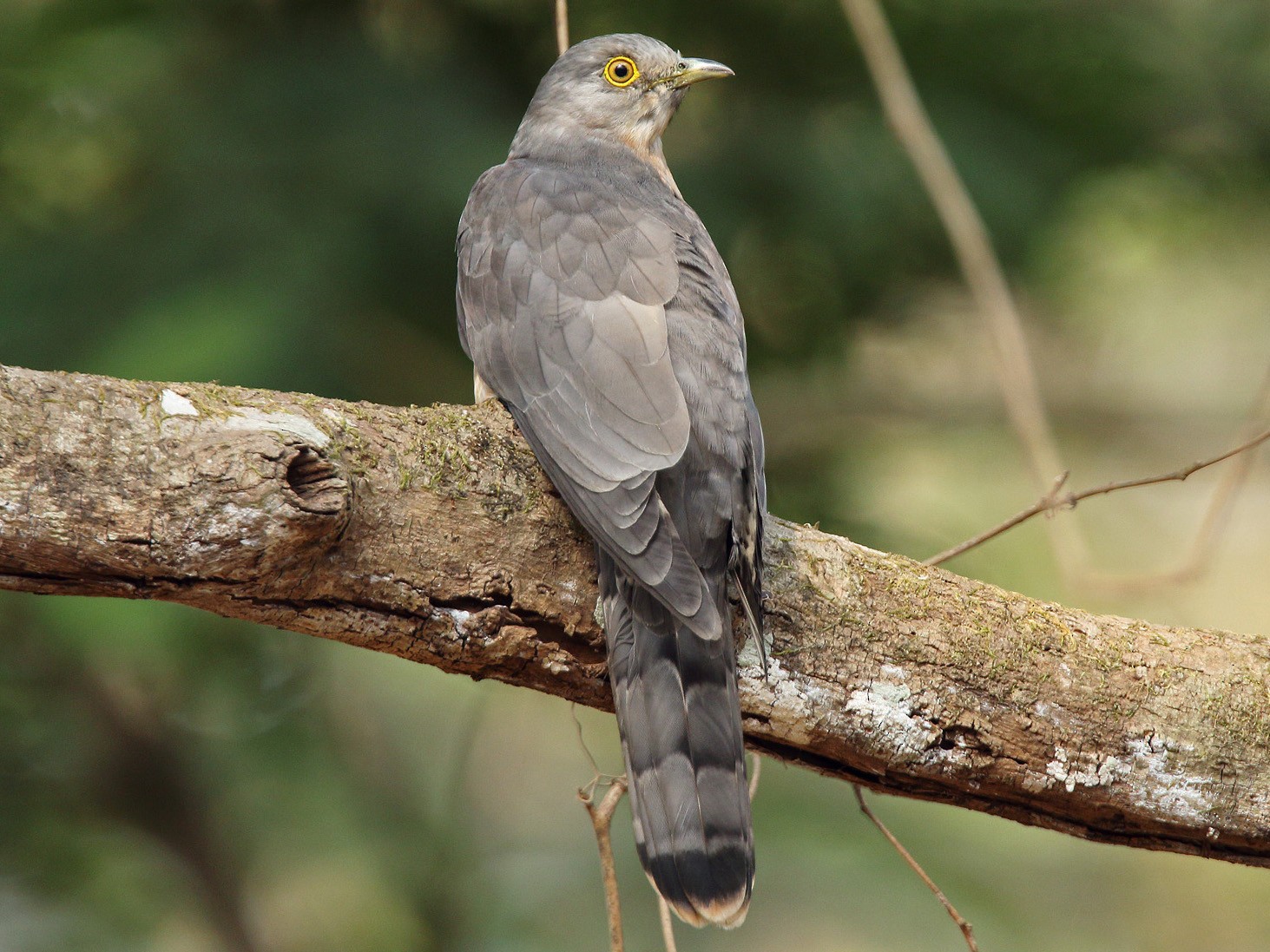 Common Hawk-Cuckoo - eBird