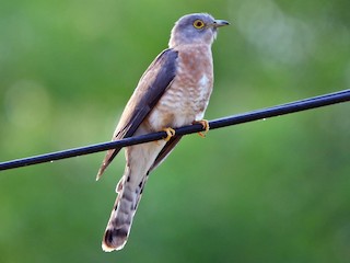 Common Hawk-Cuckoo - eBird