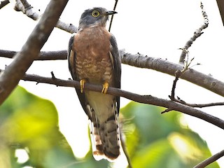 Common Hawk-Cuckoo - eBird