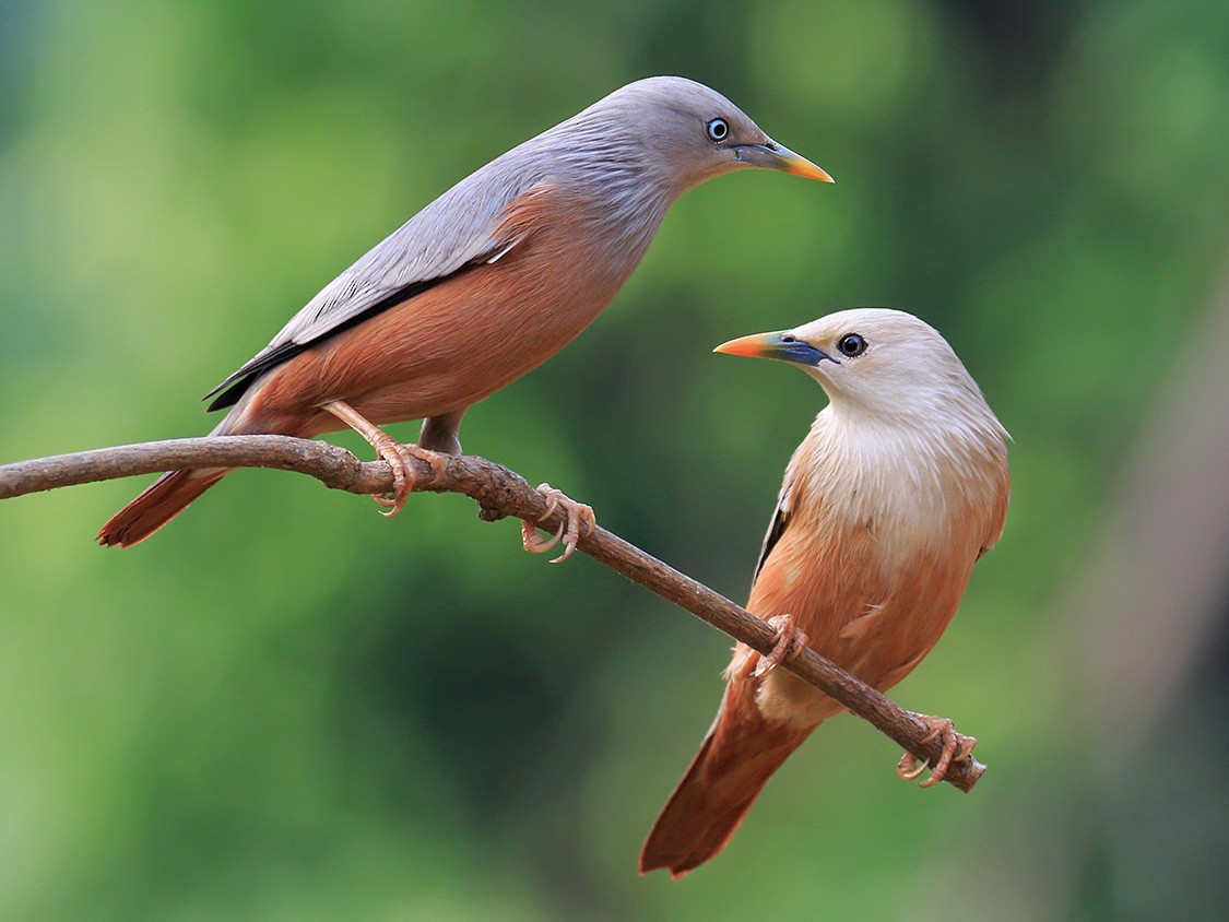 Chestnut-tailed Starling - eBird