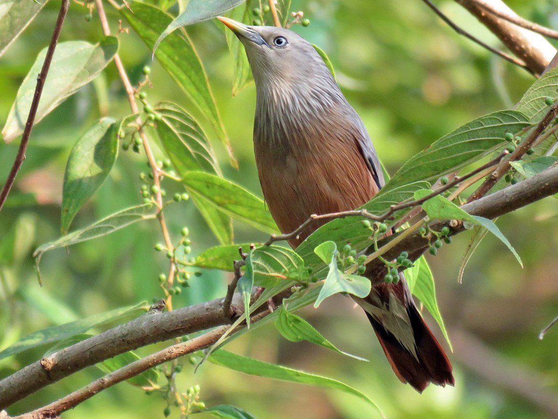 Chestnut-tailed Starling - eBird