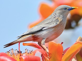 Chestnut-tailed Starling - eBird