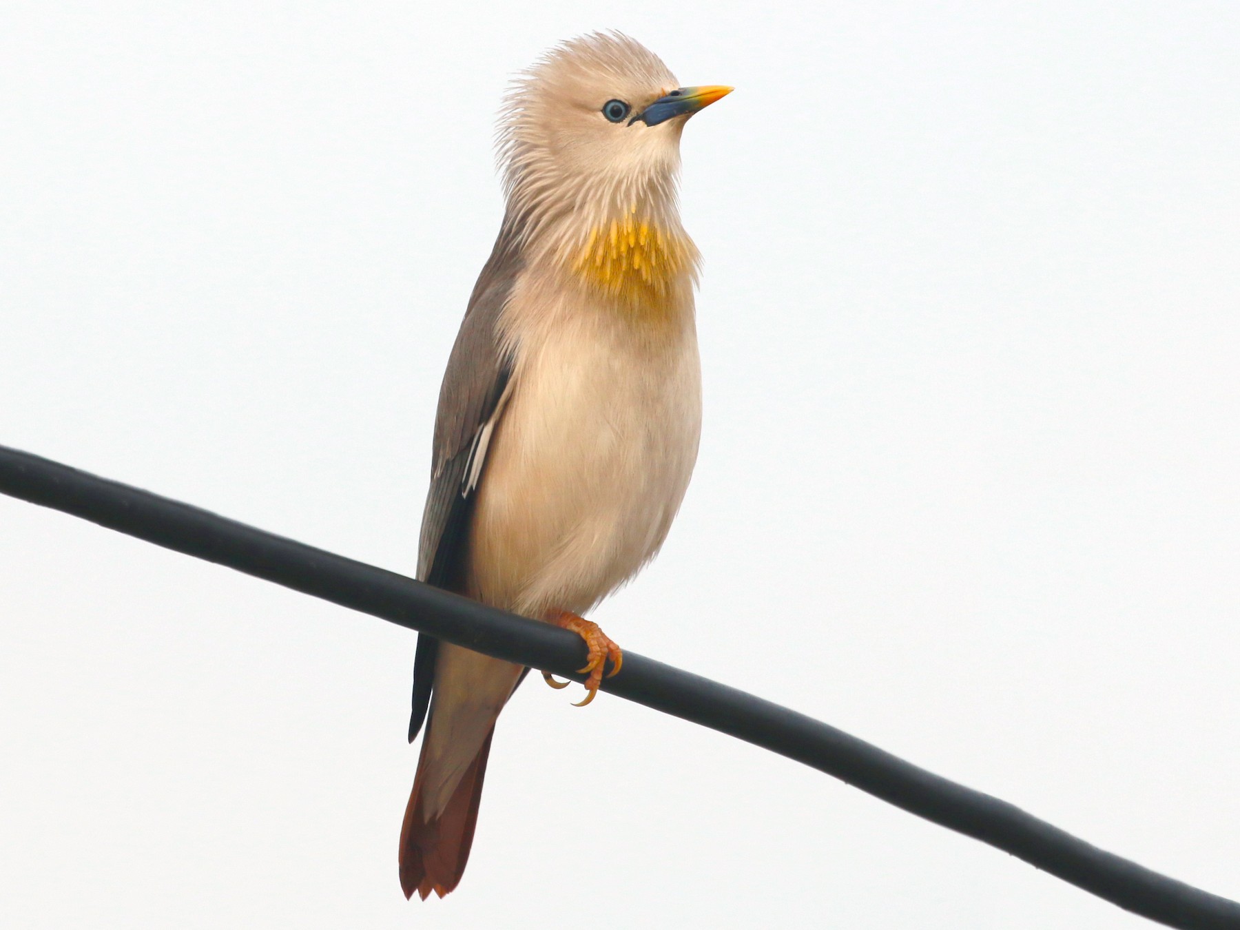 Chestnut-tailed Starling - eBird