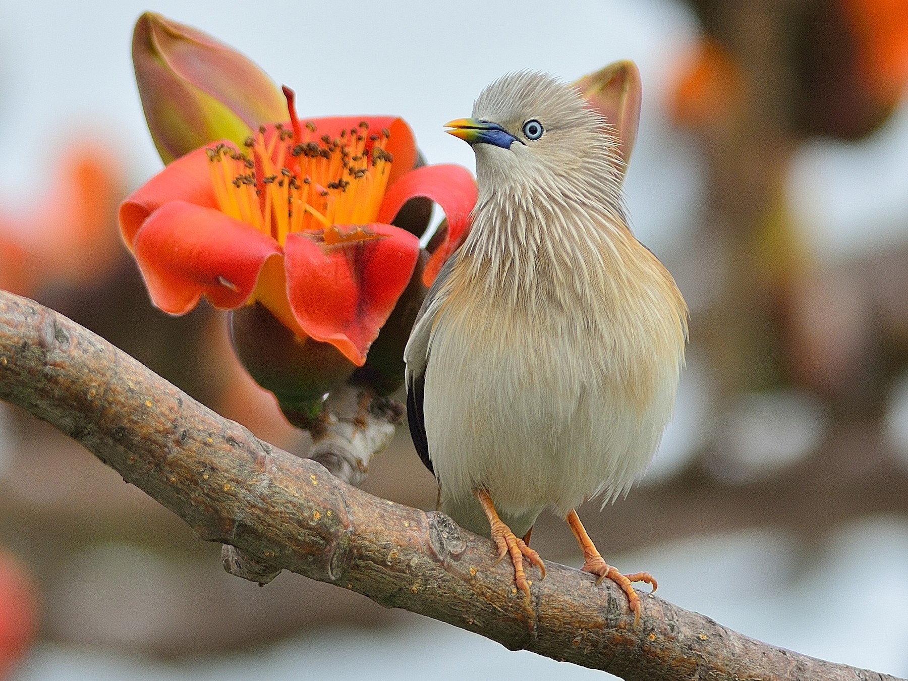 Chestnut-tailed Starling - eBird