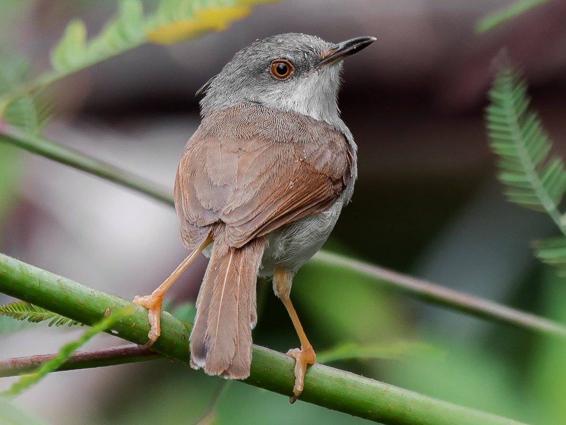 Gray-breasted Prinia - eBird