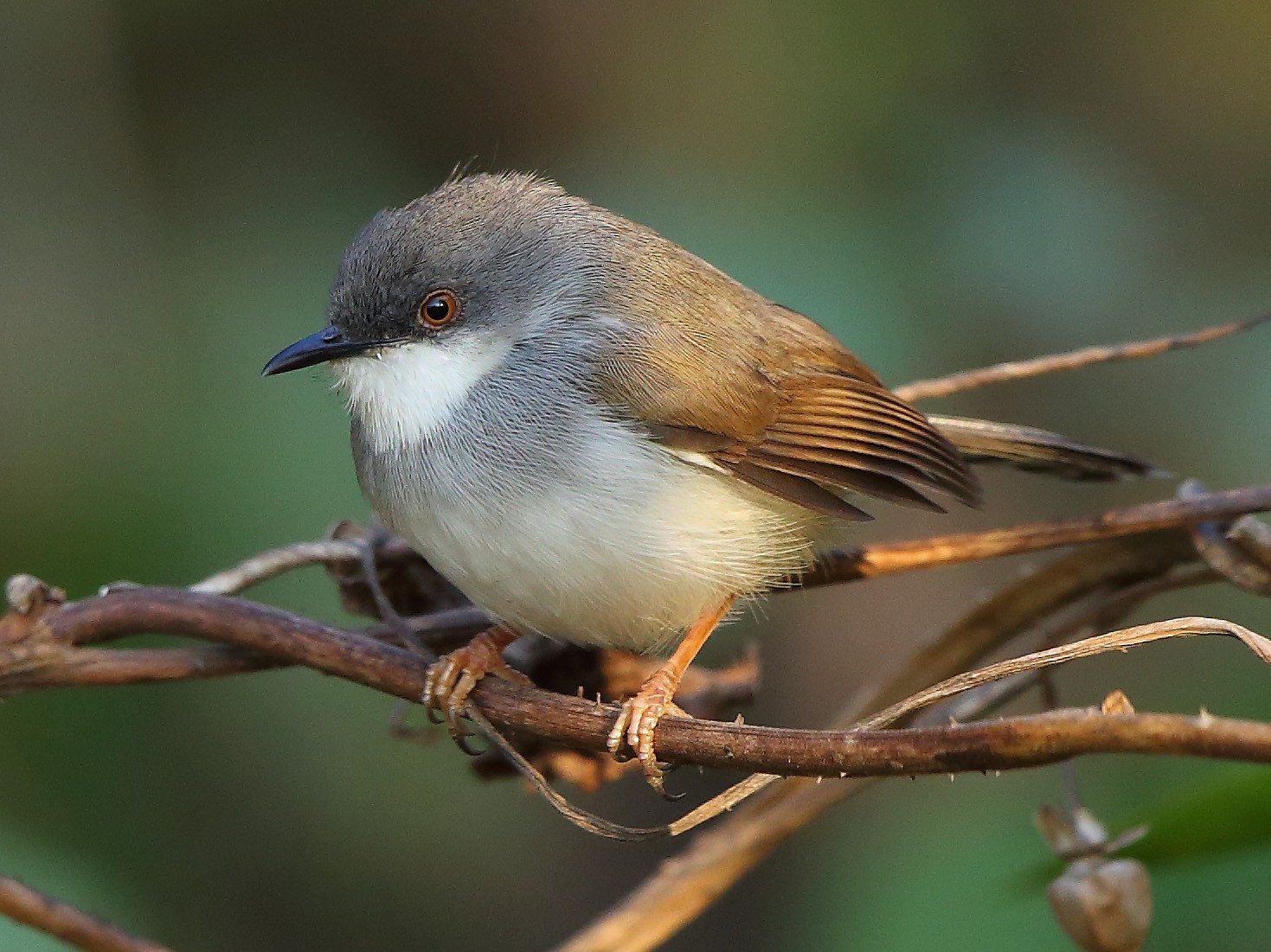 Grey-breasted Prinia - eBird