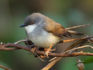 Gray-breasted Prinia - eBird
