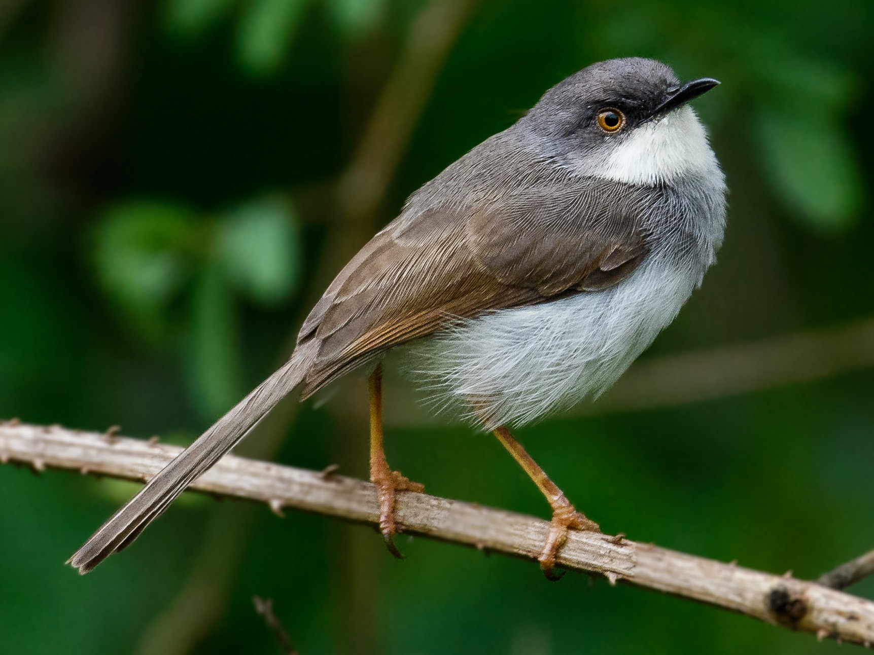 Gray-breasted Prinia - eBird